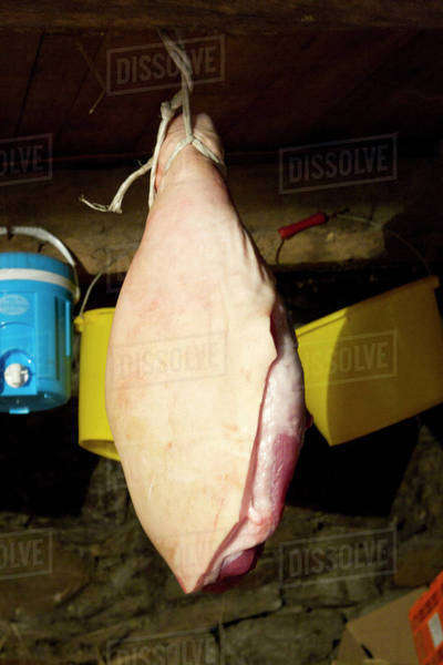 Raw, fresh ham hanging on rope - Royalty-free Stock Photo | Dissolve