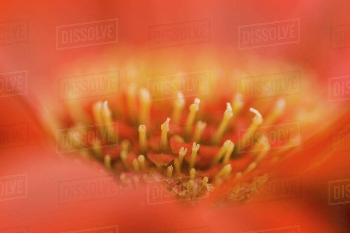 Flower stamen, extreme close-up - Royalty-free Stock Photo | Dissolve
