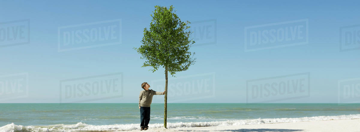 Boy admiring tree growing on beach - Stock Photo - Dissolve