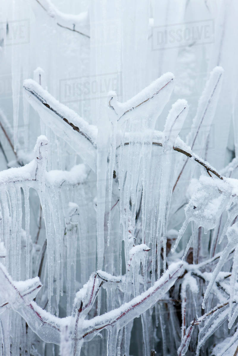 Branches covered in ice - Stock Photo - Dissolve