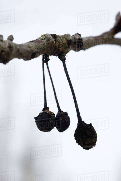 Nuts hanging from branch - Royalty-free Stock Photo | Dissolve