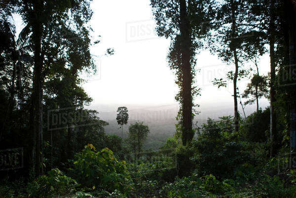 South America, Amazon Rainforest scene - Royalty-free Stock Photo ...