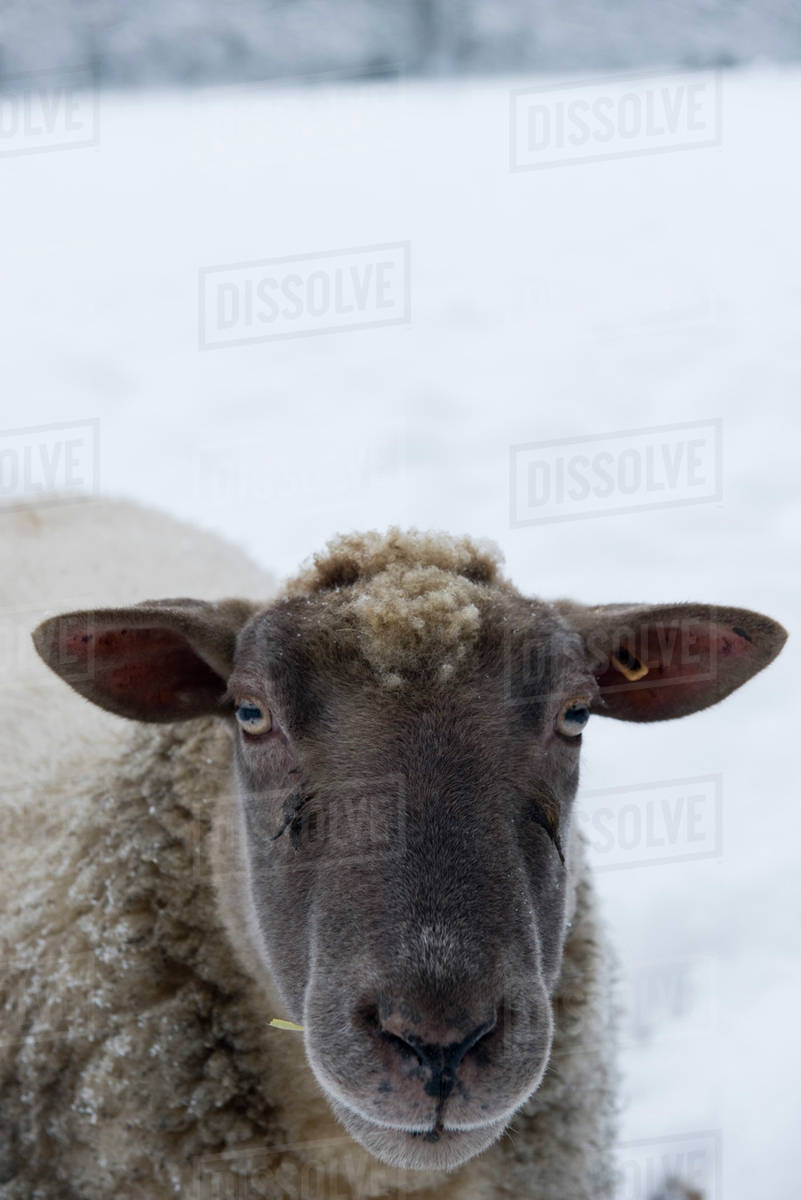 Sheep looking at camera, close-up - Royalty-free Stock Photo | Dissolve