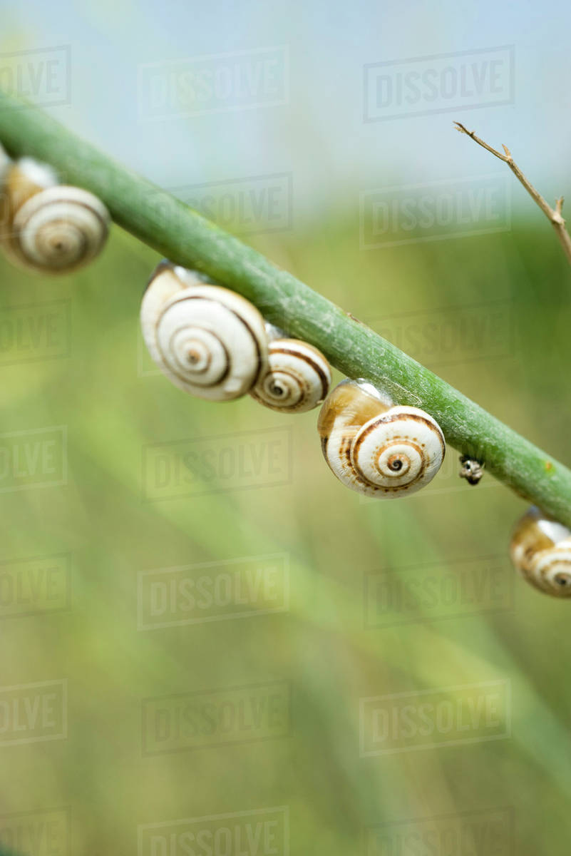 Snails on branch - Stock Photo - Dissolve