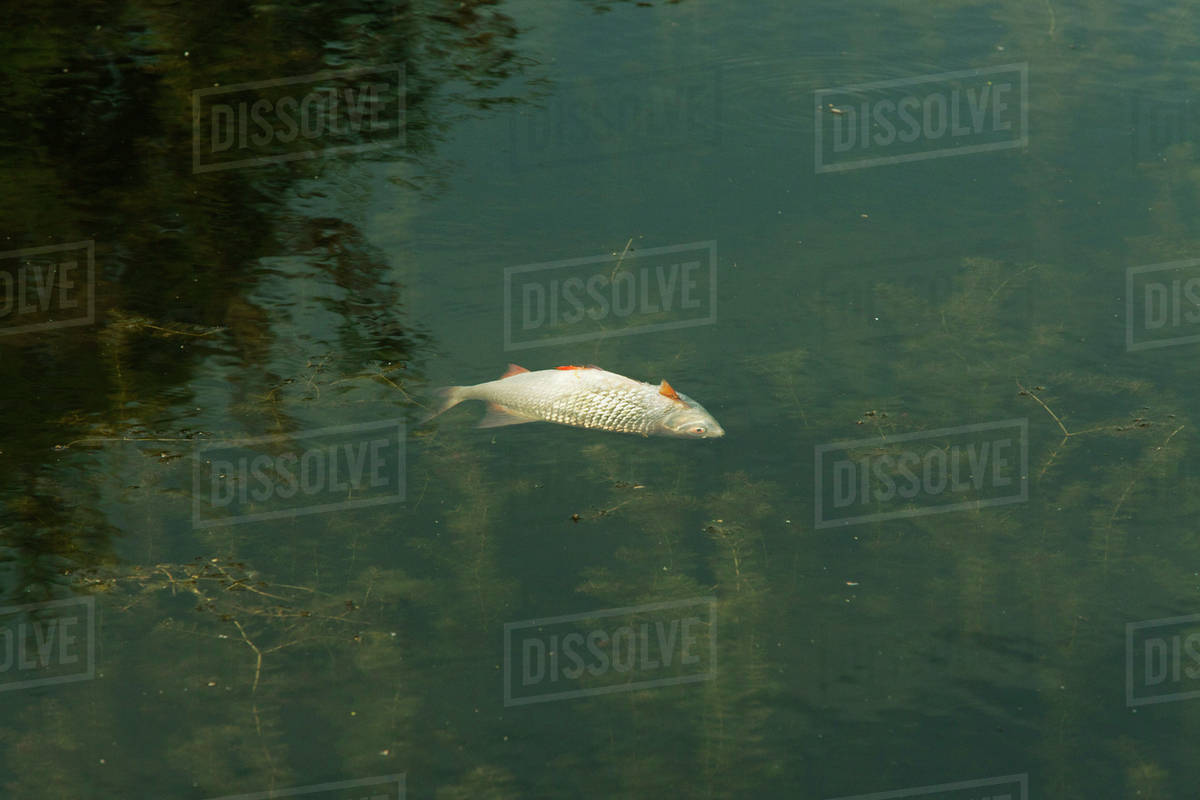 Dead fish floating in pond - Stock Photo - Dissolve