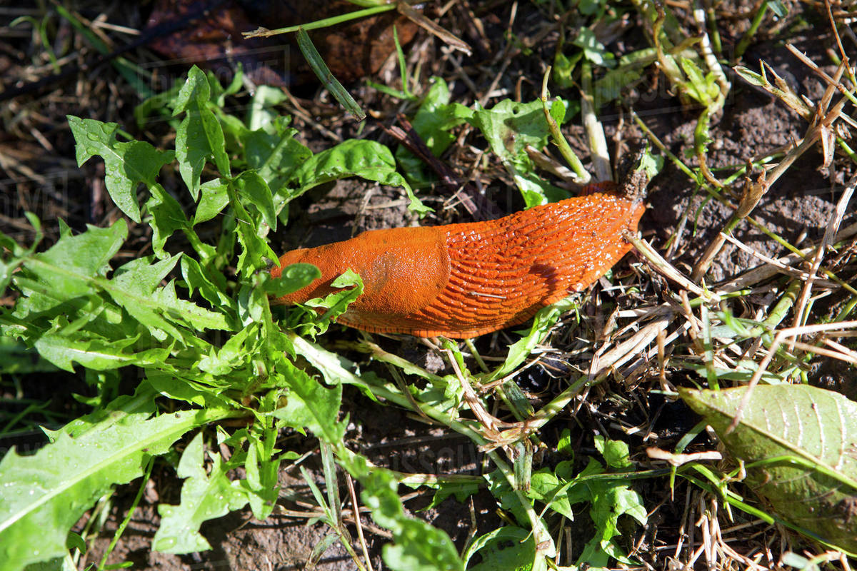 Red slug - Stock Photo - Dissolve