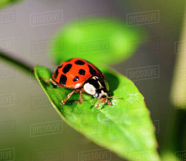 Ladybug crawling on leaf - Stock Photo - Dissolve