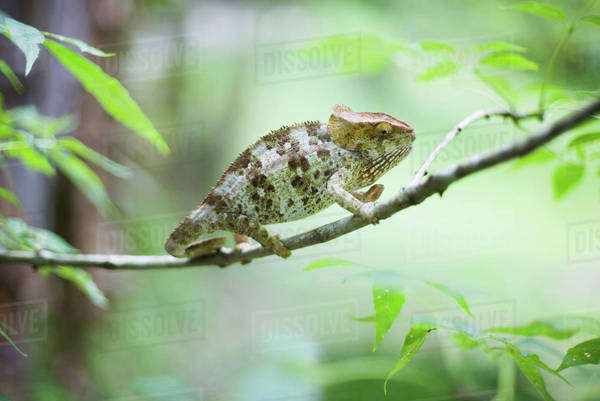 Chameleon resting on branch, side view - Royalty-free Stock Photo ...