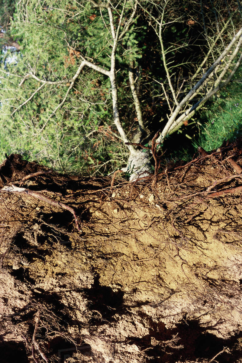 Uprooted tree, high angle view - Royalty-free Stock Photo | Dissolve