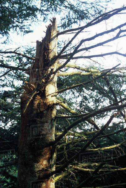 Broken tree trunk - Royalty-free Stock Photo | Dissolve