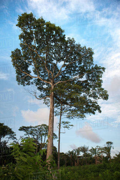 South America, tall trees growing in Amazon Rainforest - Royalty-free ...