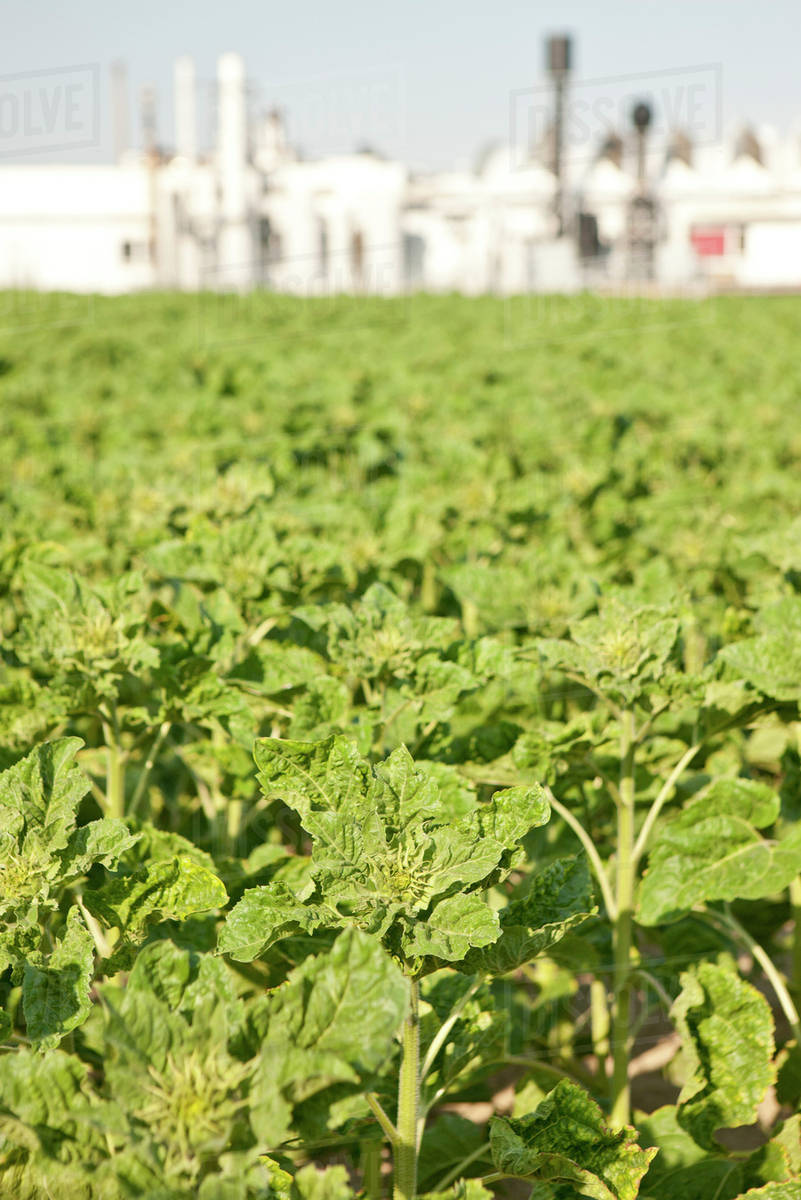 Vegetation in foreground, factory in the distance - Stock Photo - Dissolve