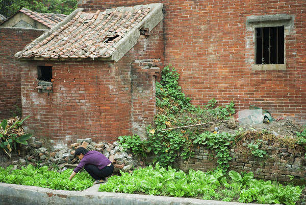 China, woman crouching in vegetable garden next to brick house ...