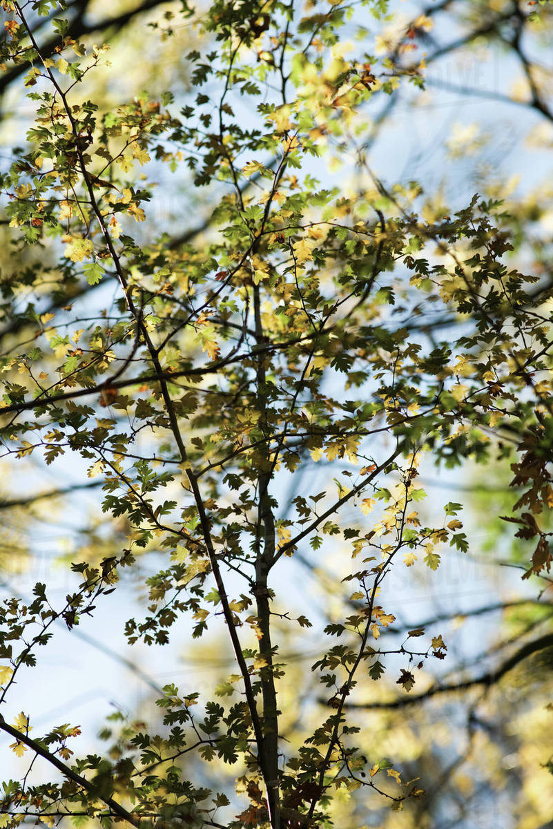 Tree branches, full frame - Stock Photo - Dissolve
