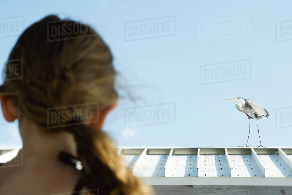 Little girl watching heron, over the shoulder view, focus on background ...