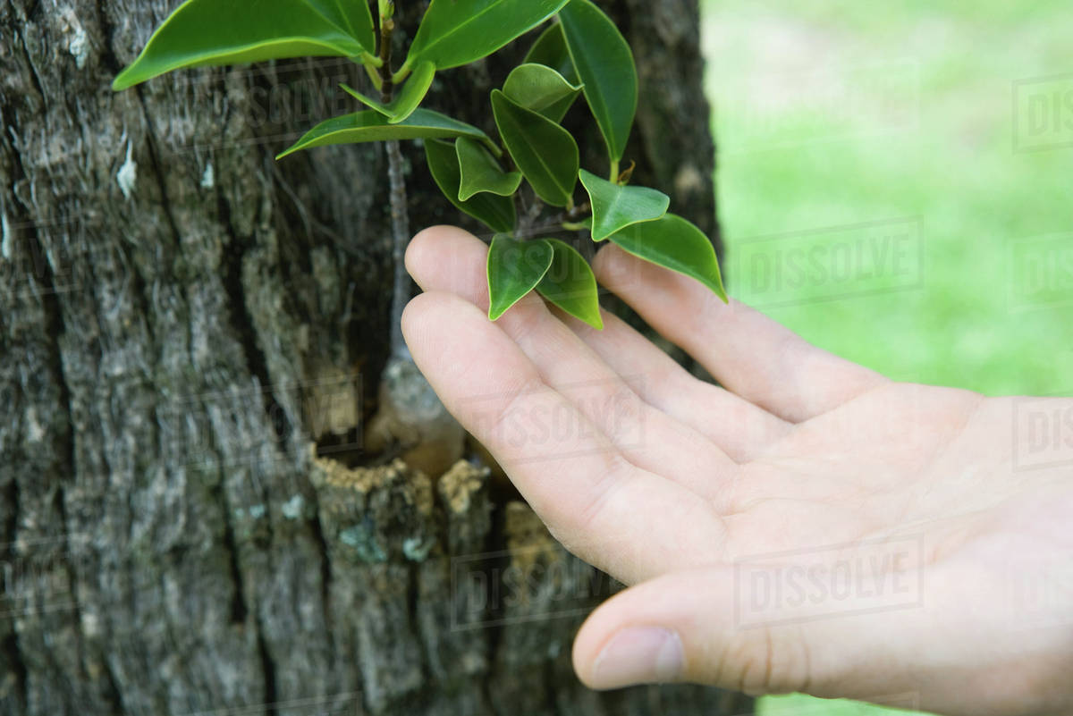 Hand touching leaves growing on tree trunk, cropped view - Royalty-free ...
