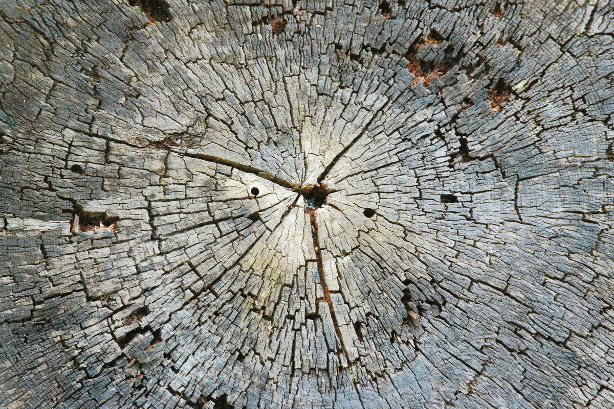 Cracked tree stump, extreme close-up - Royalty-free Stock Photo | Dissolve