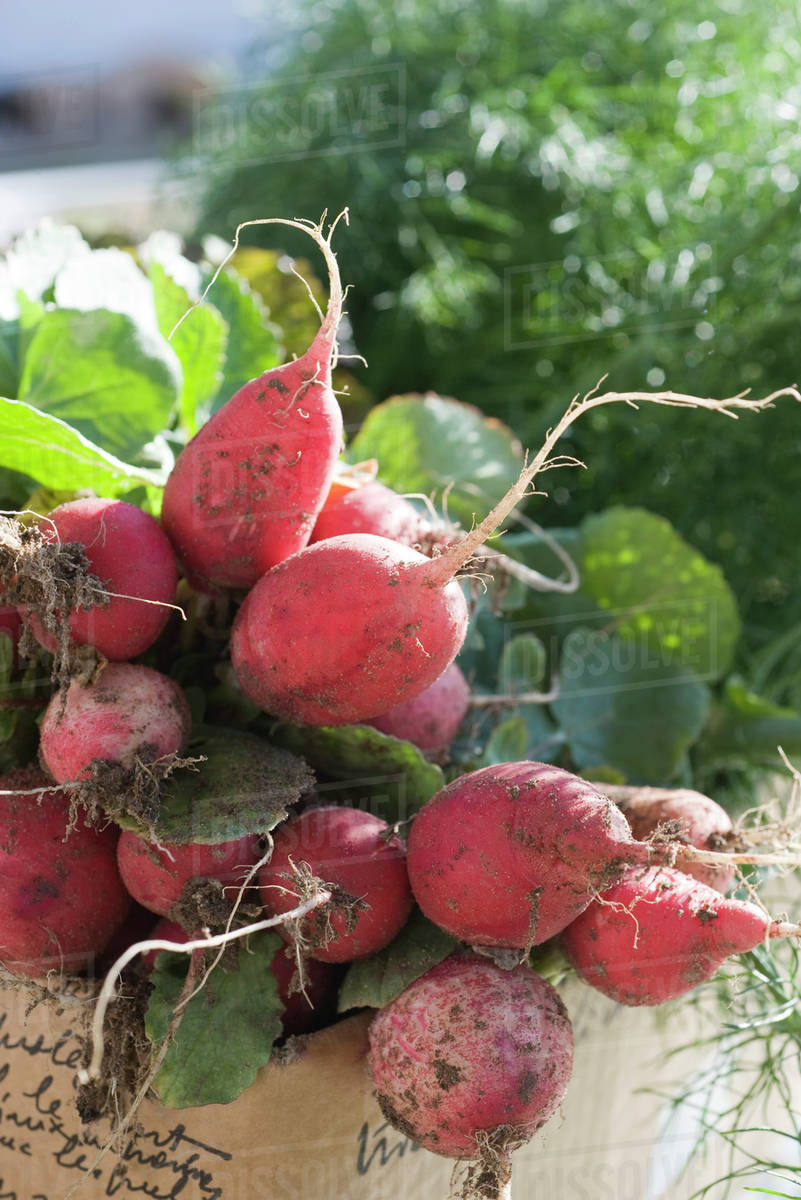 Fresh radishes - Royalty-free Stock Photo | Dissolve