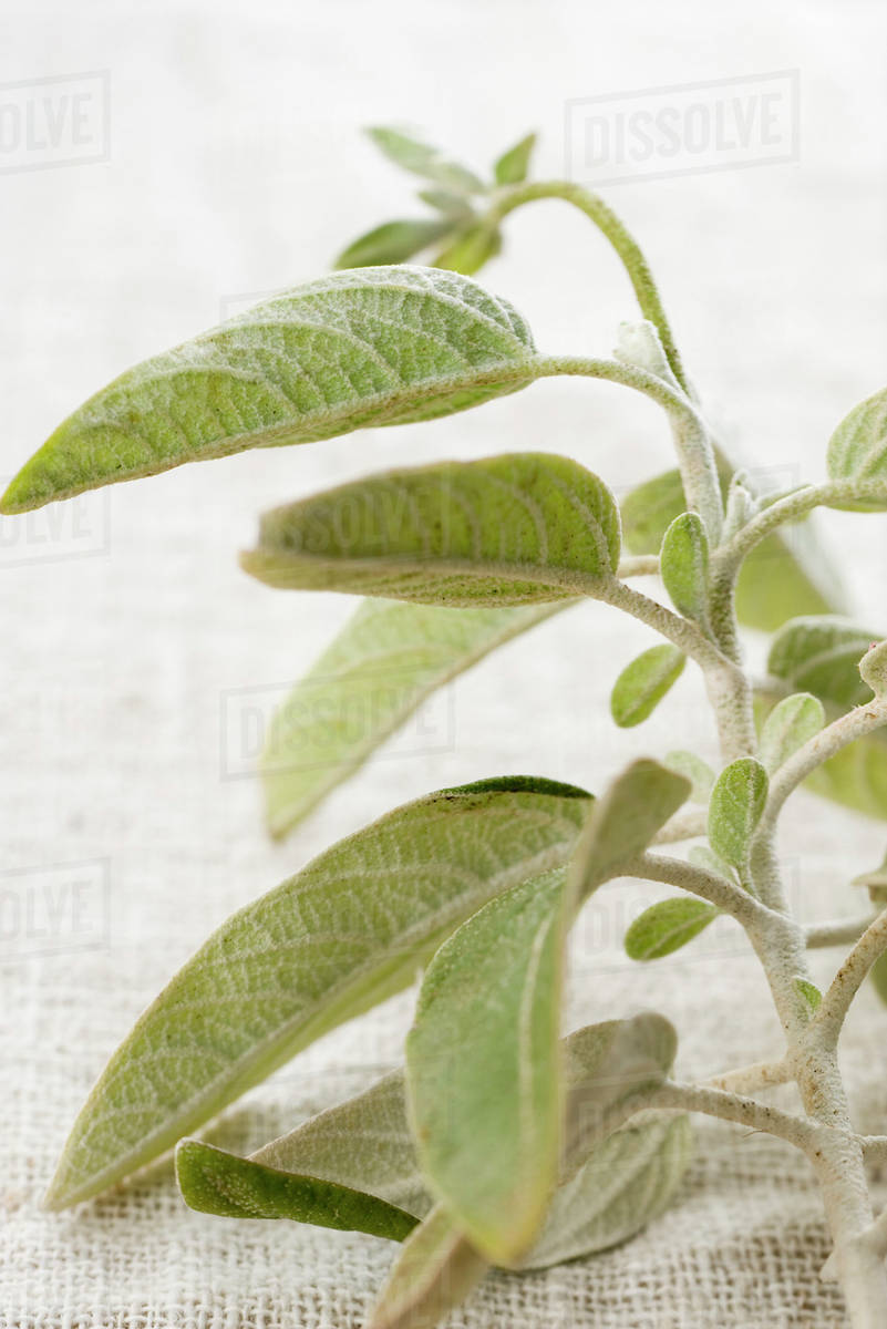 Fresh sage - Royalty-free Stock Photo | Dissolve