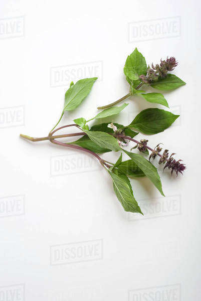 Fresh basil sprigs - Royalty-free Stock Photo | Dissolve