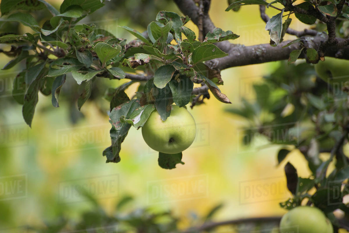Apples growing on tree - Stock Photo - Dissolve