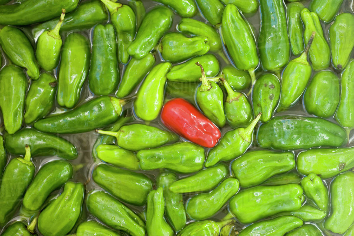 Single red chili pepper in heap of green chili peppers - Royalty-free ...