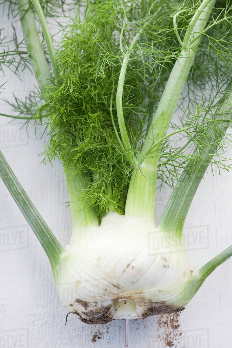 Fresh fennel - Royalty-free Stock Photo | Dissolve
