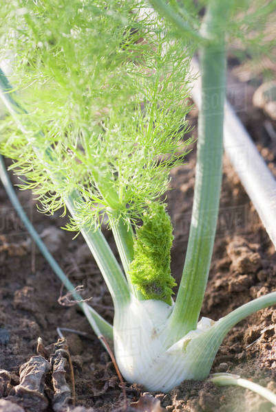 Fennel plant in a garden - Stock Photo - Dissolve