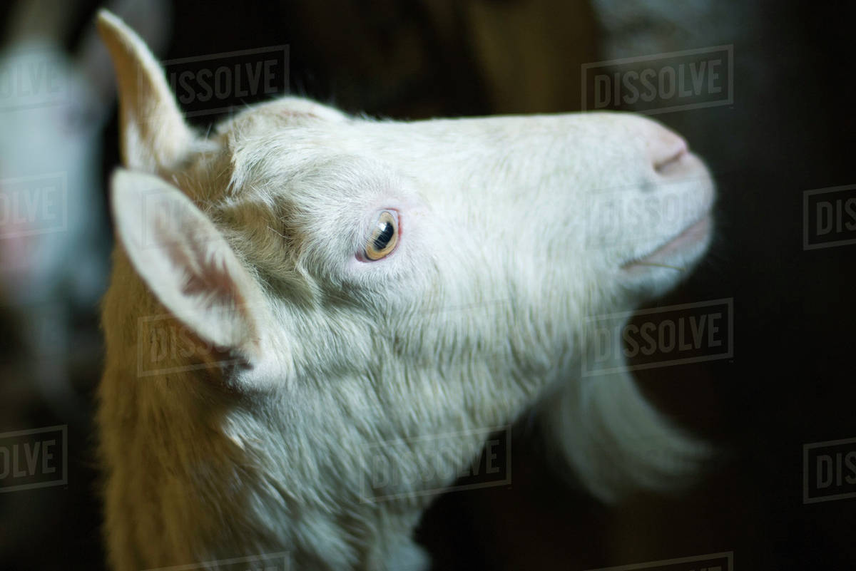 Goat looking away, close-up - Royalty-free Stock Photo | Dissolve
