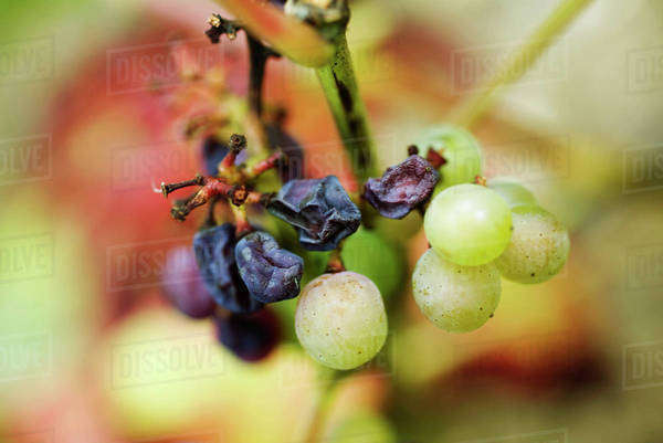 White grapes and raisins on stem, close-up - Stock Photo - Dissolve