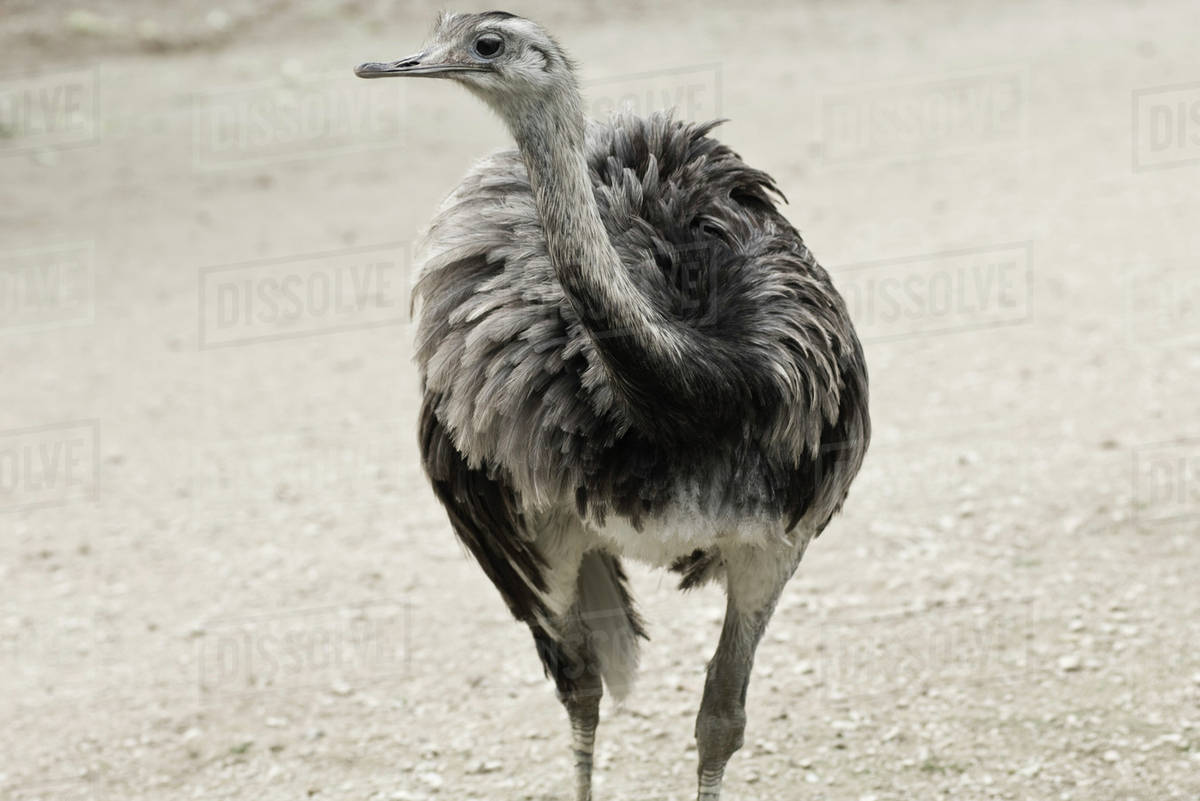 Greater Rhea (Rhea americana) - Royalty-free Stock Photo | Dissolve