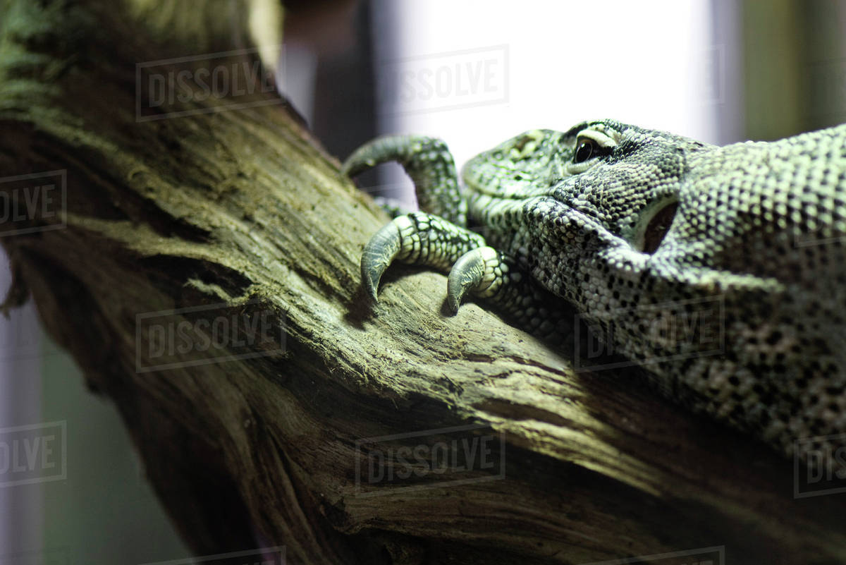 Nile Monitor (Varanus niloticus) resting on branch - Royalty-free Stock ...