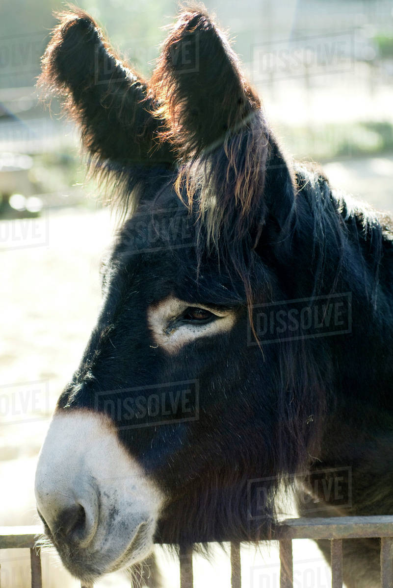 Donkey, portrait - Royalty-free Stock Photo | Dissolve