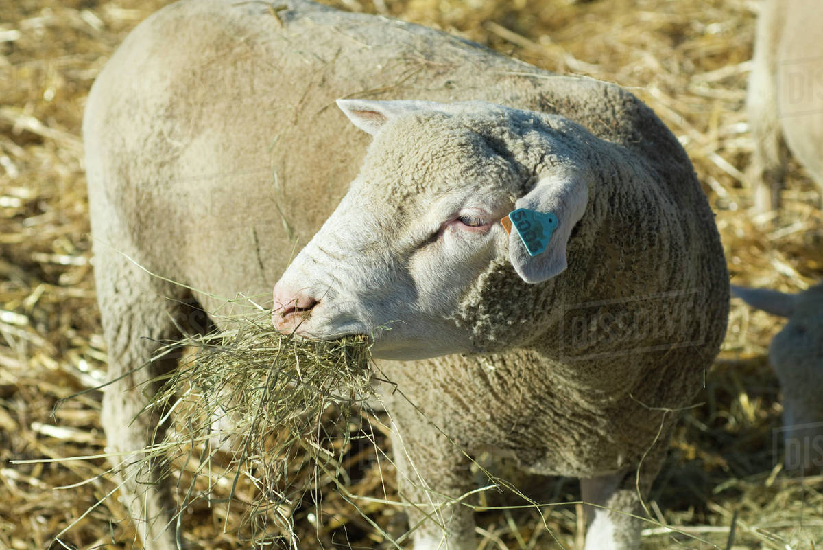 Sheep eating hay - Royalty-free Stock Photo | Dissolve