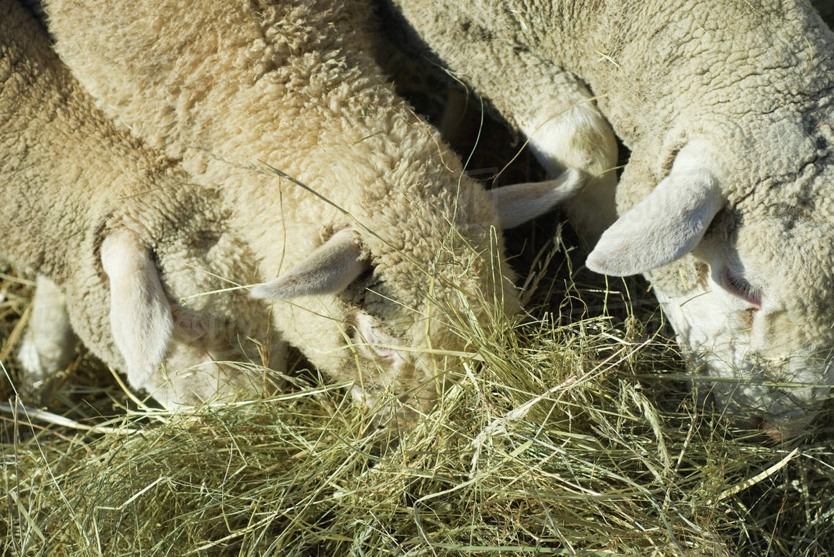 Sheep eating hay, close-up - Royalty-free Stock Photo | Dissolve
