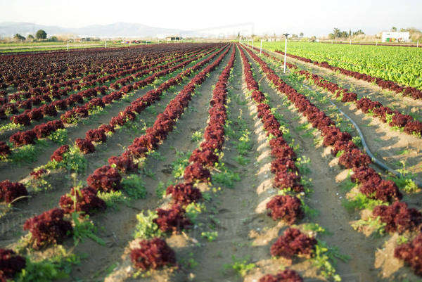 Rows of merlot lettus growing in field - Royalty-free Stock Photo ...