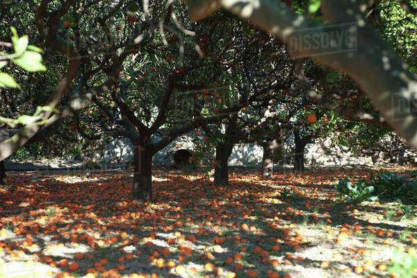 Orange tree heavy with fruit surrounded by fallen rotting fruit on ...