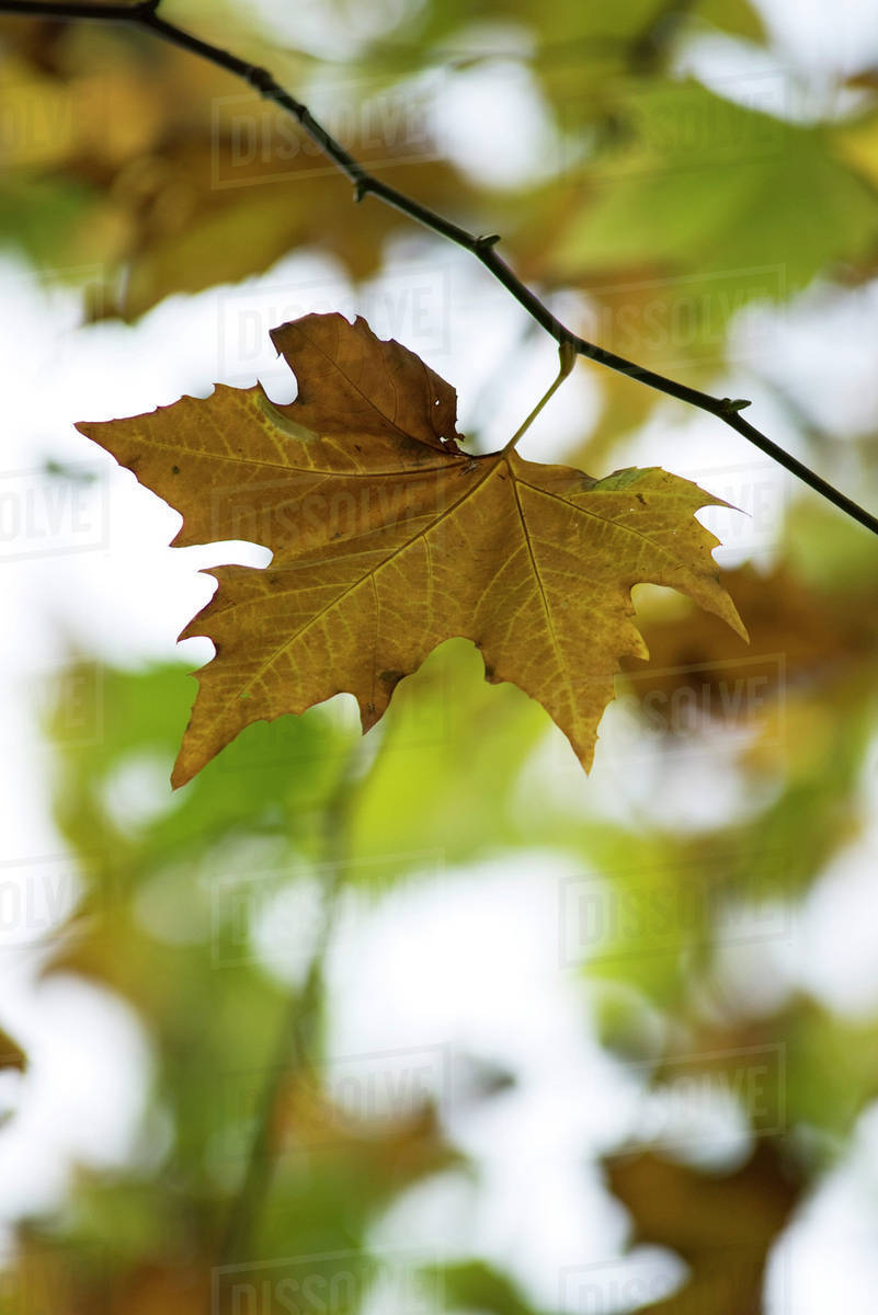 Maple leaf turning brown on branch - Royalty-free Stock Photo | Dissolve