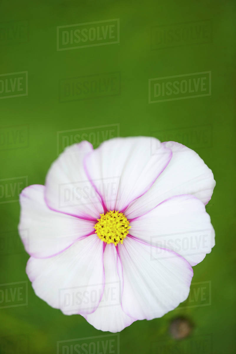 White cosmos flower - Royalty-free Stock Photo | Dissolve