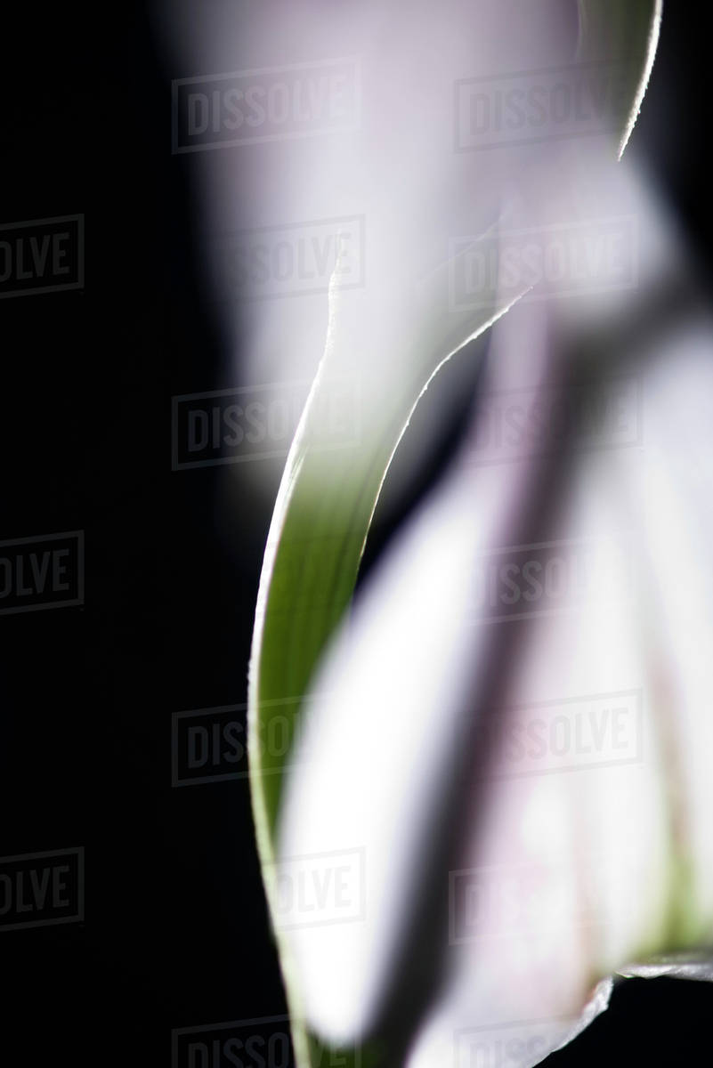 Flower stem, close-up - Royalty-free Stock Photo | Dissolve
