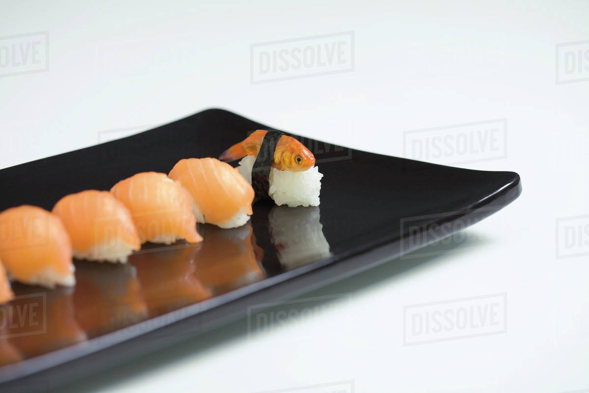 Goldfish prepared as nigiri sushi, placed with row of salmon nigiri ...