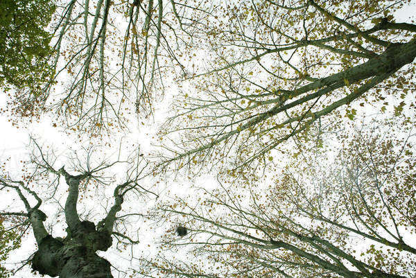 Sparse tree canopy, low angle view - Royalty-free Stock Photo | Dissolve