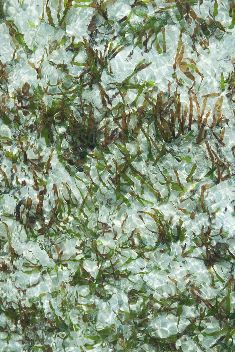 Kelp in shallow water, directly above - Royalty-free Stock Photo | Dissolve