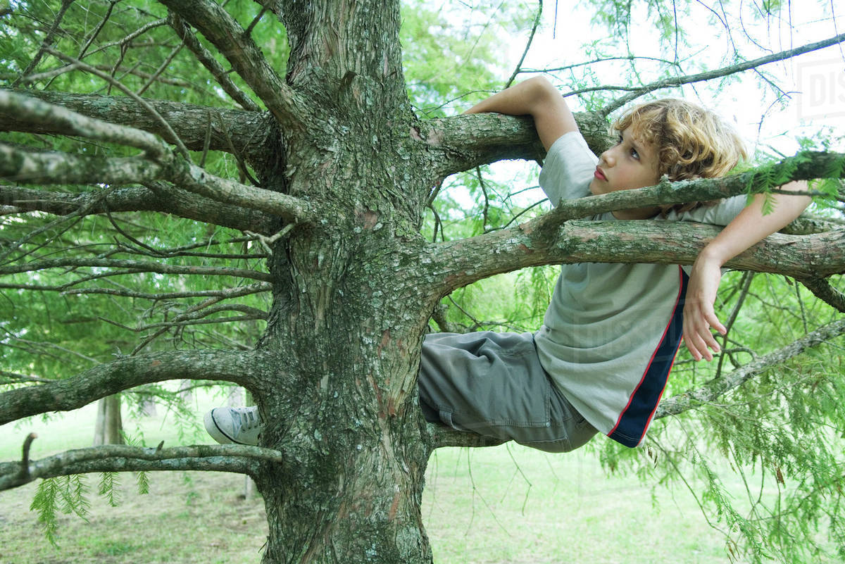 Boy sitting in tree - Stock Photo - Dissolve