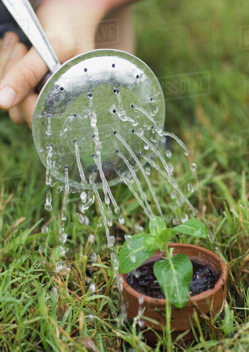 Potted seedling being watered - Royalty-free Stock Photo | Dissolve