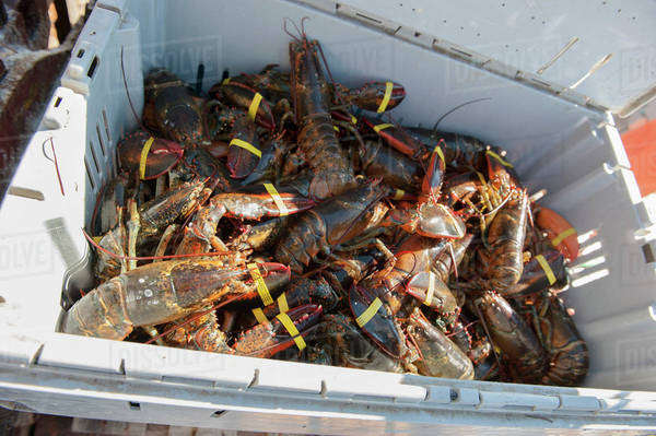 Freshly caught lobsters in container - Stock Photo - Dissolve