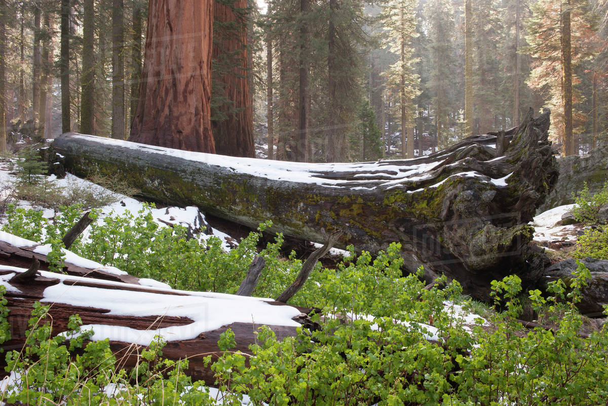 Fallen tree trunks covered in snow - Royalty-free Stock Photo | Dissolve