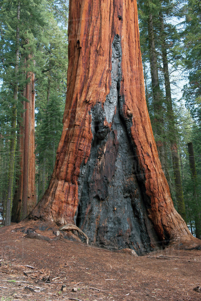 Old sequioa tree scarred by forest fire, Sequoia and Kings Canyon ...