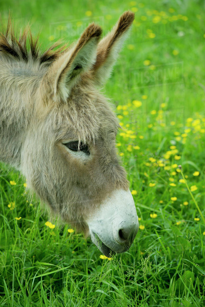 Donkey grazing in pasture, close-up - Royalty-free Stock Photo | Dissolve