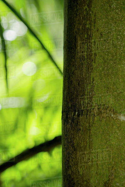 Close-up of tropical tree trunk - Royalty-free Stock Photo | Dissolve